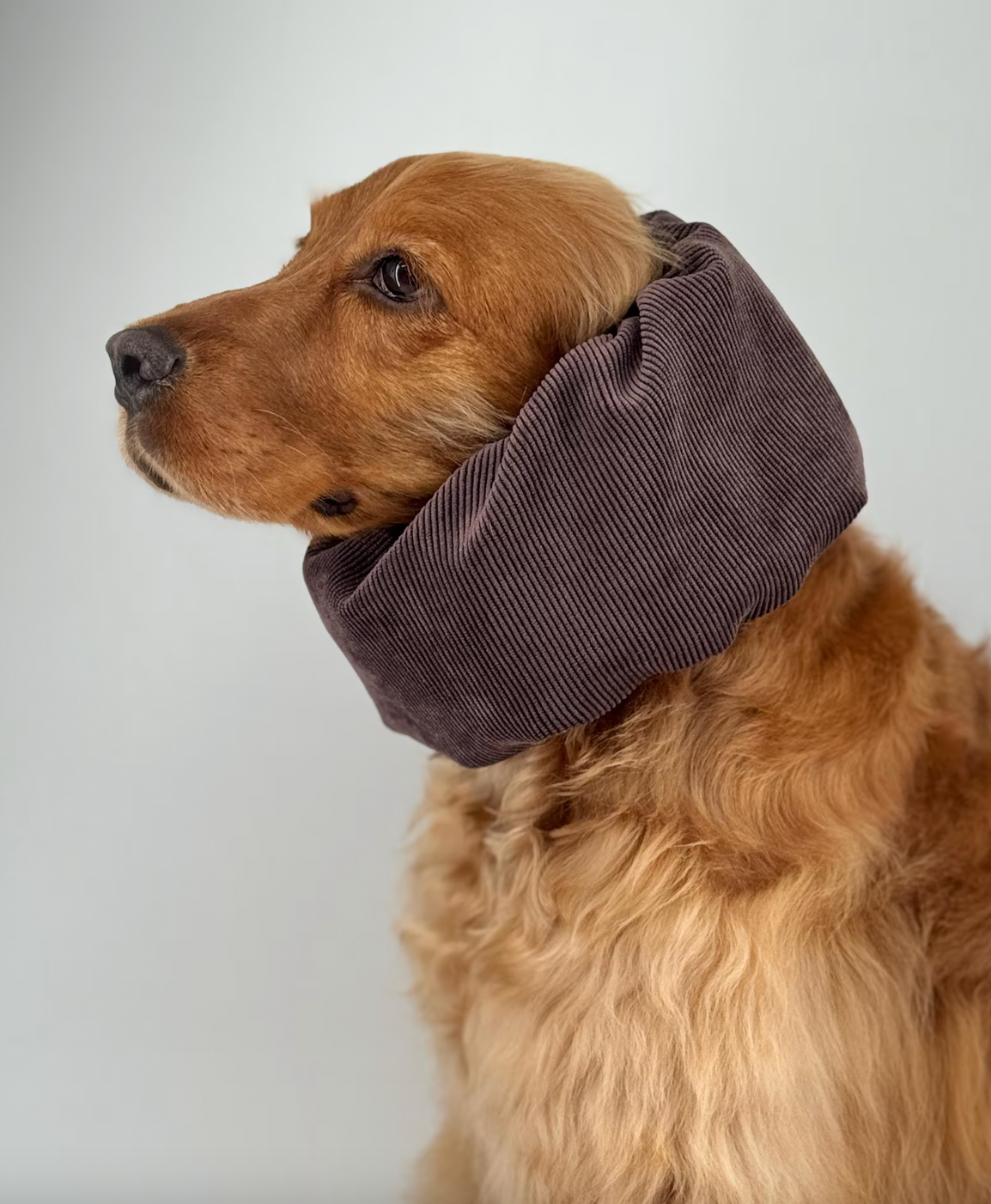 Snood pour cocker – Nugget Concept Store Bordeaux